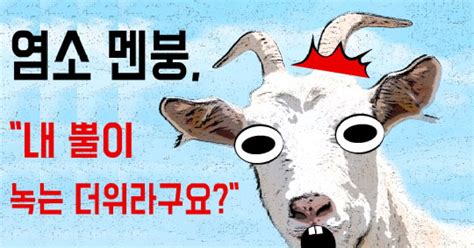 카드뉴스 오늘 염소 뿔 녹는 날 왕찜통데이 짐승잔혹사
