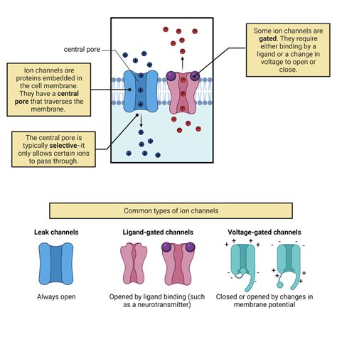 Chapter 2 Neurophysiology An Introduction To Neuroscience