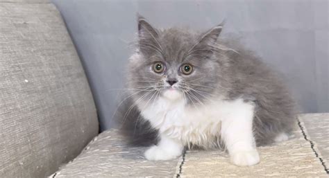 尊爵名皇/藍白色波斯貓 小白故事 幼犬貓買賣知識分享 合法寵物店 尊爵名皇/藍白色波斯貓 小白故事 幼犬貓買賣知識分享 合法寵物店