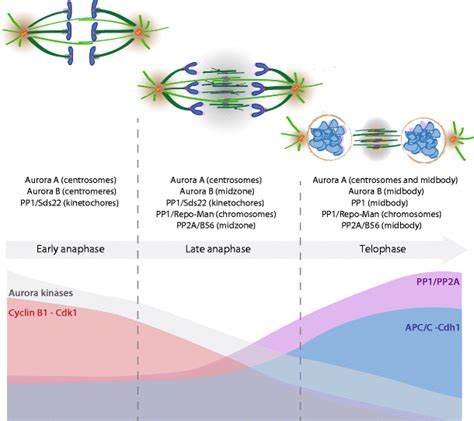 Model For Spatial And Temporal Regulation Of Mitotic Exit The Download Scientific Diagram