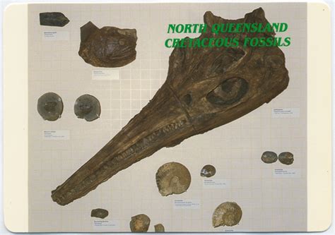 Cretaceous Fossils Of North Queensland Queensland Museum Queensland Places Cretaceous Fossils Of North Queensland Queensland Museum Queensland Places
