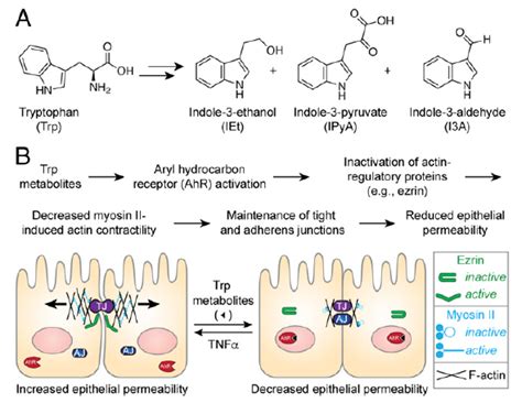 绘谱导读︱8月代谢组学文献精选 肿瘤细胞 氨基酸代谢 非靶向代谢 脂质 多组学代谢流检测分析 脂肪酸定量 肠道微生物菌群检测 麦特绘谱