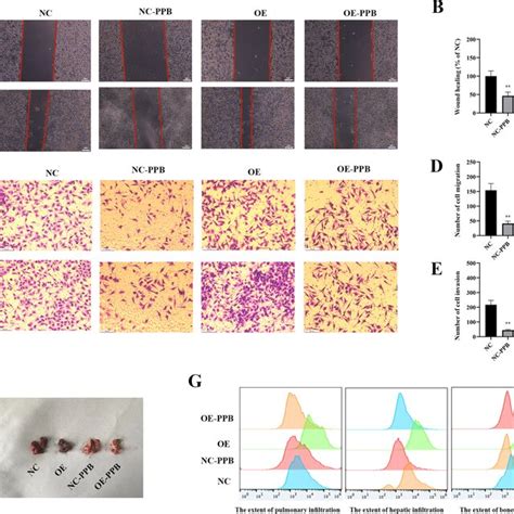 This Figure Aims To Briefly Illustrate That PPB Regulates The Download Scientific Diagram