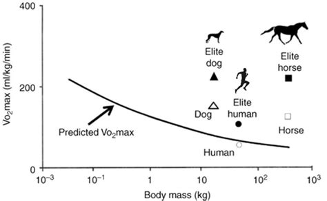 Body Mass Specific Maximal Oxygen Uptake Vo 2 Max Plotted As A