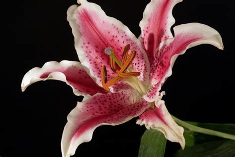 Stargazer Lily Images Browse Stock Photos Vectors And Video Adobe Stock