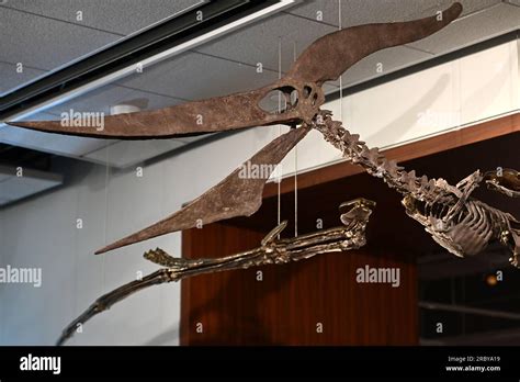 Pteranodon Fossil
