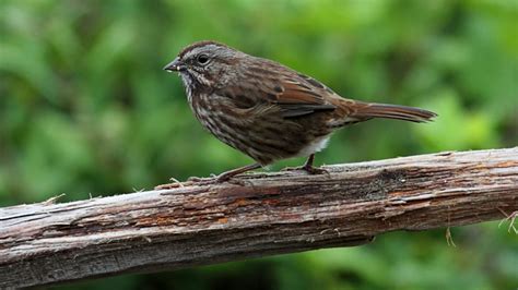 sparrow species guide everything you need to know about these