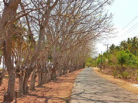street view with lush green of trees on the side empty highway asphalt