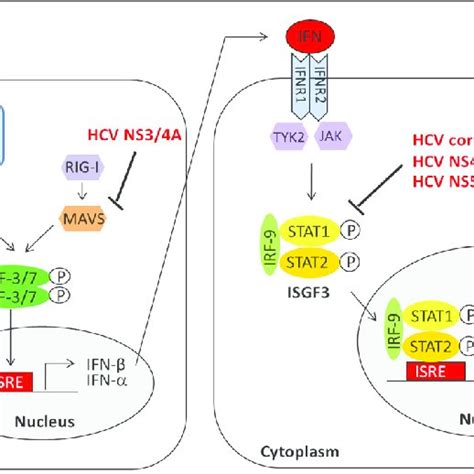 Classical Pathways Of Type I Ifn Induction And Hcv Mediating Ifn