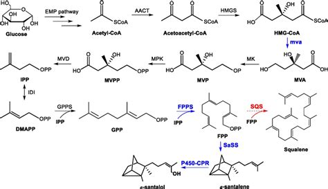 Abbreviation Of Santalene And Santalol Biosynthetic Pathway Emp
