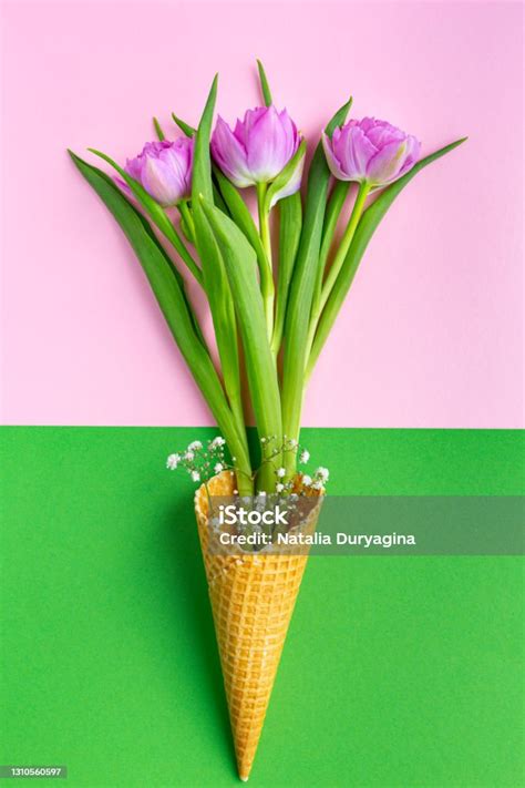 분홍색 튤립과 석고필라의 꽃다발은 컬러 배경에 아이스크림 콘에 꽃 식물에 대한 스톡 사진 및 기타 이미지 꽃 식물 아이스크림 콘 3가지 개체 Istock