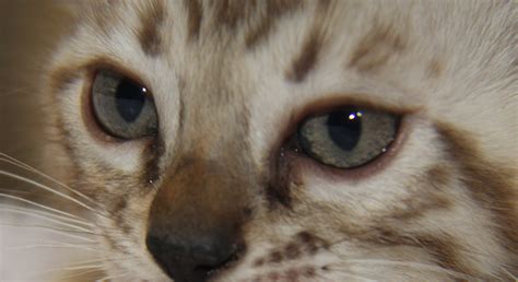 Indian Creek Bengals The Snow Bengal