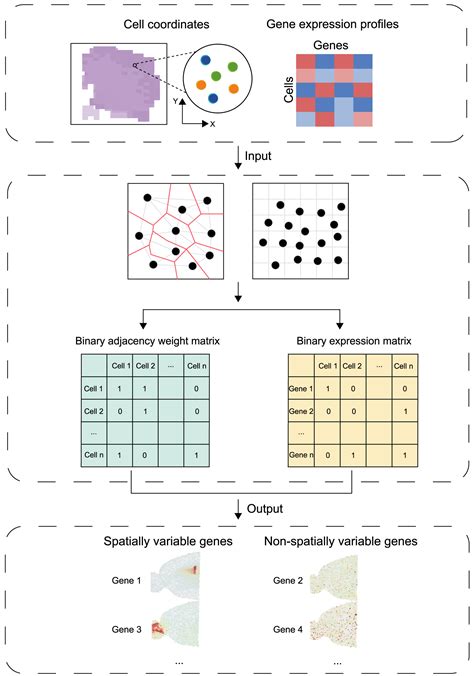 Computational Elucidation Of Spatial Gene Expression Variation From Spatially Resolved