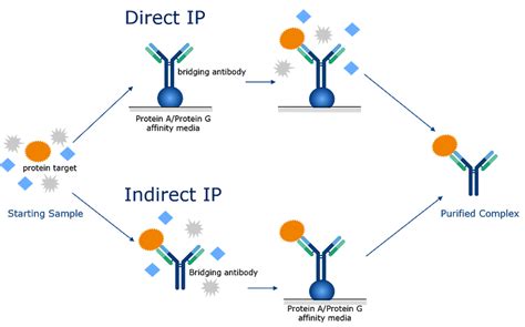 High Performance Direct And Indirect Immunoprecipitation Biotage