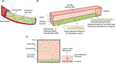 Figure 1 From Modeling Of Spatiotemporal Dynamics Of Ligand Coated