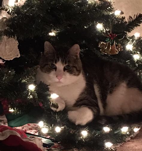 Mister Kitty Loves The Christmas Tree R Delightfullychubby