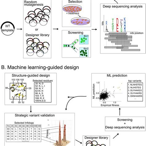 Smart Library Construction That Assists Machine Learning‐guided Protein