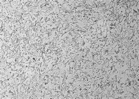 Mc38细胞 小鼠结肠癌细胞 金少源 上海 生物科技有限公司