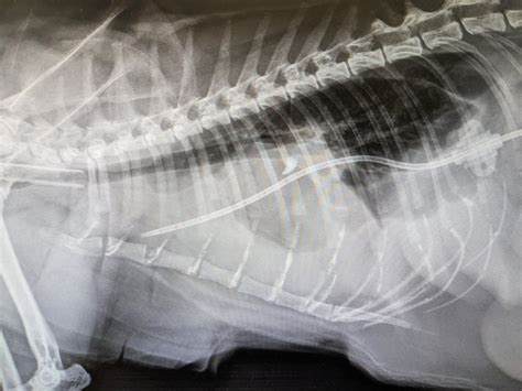Pyothorax Cat