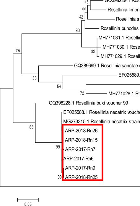 phylogenetic tree inferred using the maximum likelihood analysis of