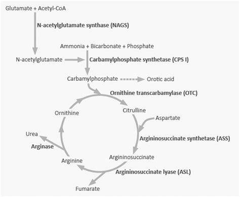 Urea Cycle Orotic Acid