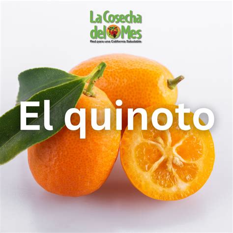 March Harvest Of The Month Kumquats Wavecrest Cafe Vista Usd Nutrition