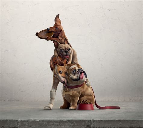 A Tail Wagging History The Fascinating Journey And Science Of Breeding Dogs