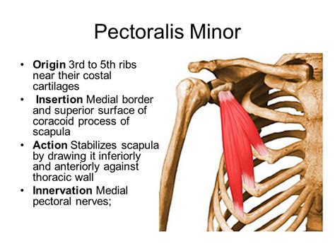 The Origin Insertion And Action Of Pectoralis Minor Anatomy Youtube