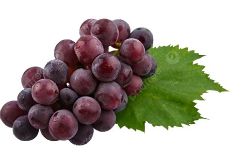 포도 여름 과일 벡터 포도 포도 과일 Png 일러스트 및 이미지 에 대한 무료 다운로드 Pngtree