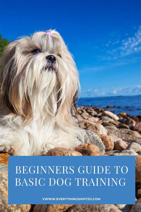 Shih Tzu Training Tips Basic Dog Training Dog Training Shih Tzu