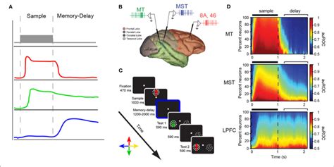 A Different Response Profiles Of Neurons In The Lpfc Of Macaque Download Scientific Diagram