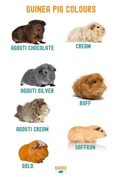 The Ultimate Guide To Guinea Pig Breeds Colors And Markings Artofit
