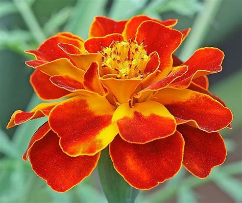 Jom Tanam Bunga Bunga Tahi Ayam Marigold Ke Lantana Camara