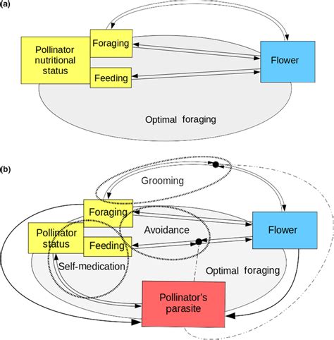 Conceptual Diagram Of Plantpollinator Interactions Without And With