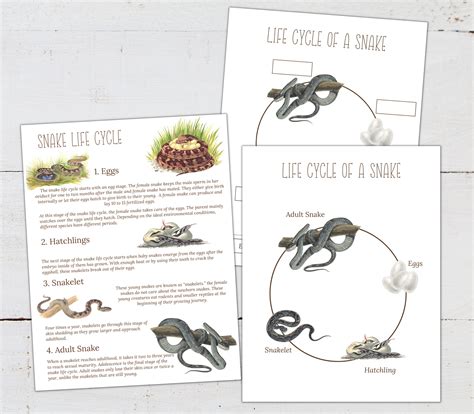Snake Life Cycle Nature Study Homeschool Printable Instant Download