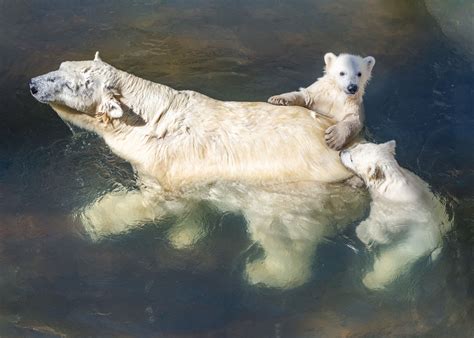 Polar Bear Cubs Swimming