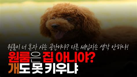 시청자댓글 어이없음주의 원룸은 집 아니야 개도 못 키우냐 이상하네 Youtube