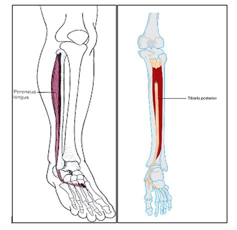 Optimizing Ankle Sprain Rehab Rehab U Blog