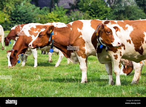 Red Holstein Friesian