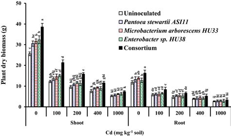 Effect Of Bacterial Inoculation On Dry Biomass Of Shoot And Root Of