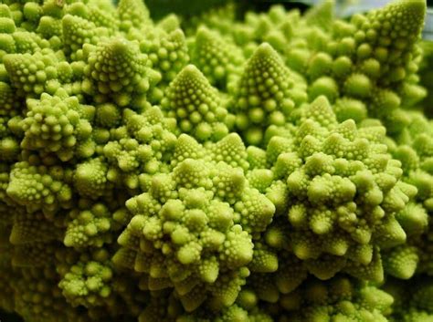 36 Mesmerizing Phenomena That Follow Fibonaccis Mathematical Pattern