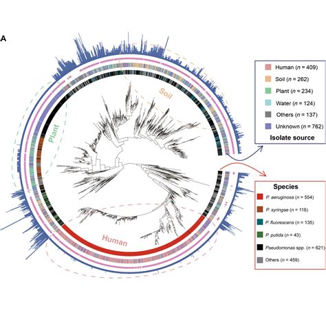Coevolution Algorithm Reveals Bacterial Iron Interaction Networks