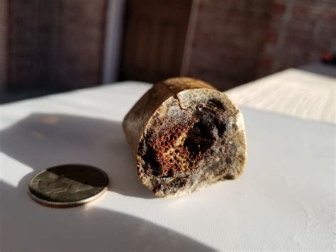 Fossil Bone Fragment Id Fossil Id The Fossil Forum