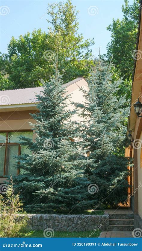 Juniper Trees Were Growing In The Yard Stock Image Image Of Leaf
