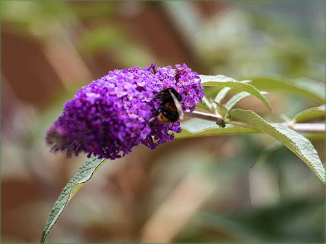 In The Garden Budlia A Favorite For The Bees Mike Cook Flickr
