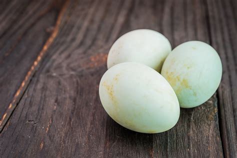 Farm Duck Egg