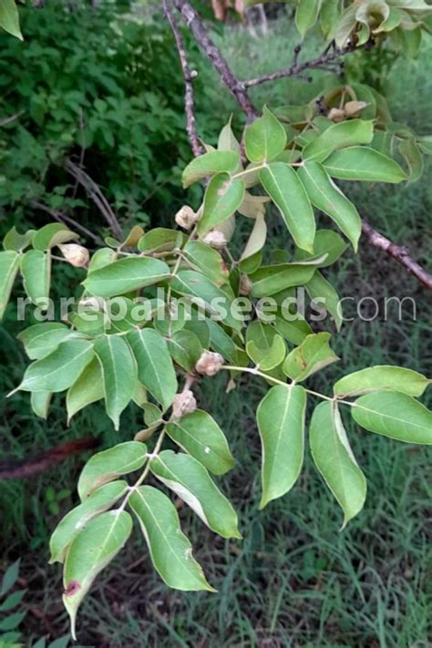Commiphora Elliptica Acheter Des Graines Sur