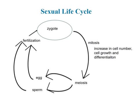 Ch 3 Cell Division And Chromosome Heredity Lecture~bio Genetics Lecture Flashcards Quizlet