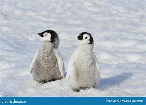 Emperor Penguin Chicks In Antarctica Stock Image Image Of Polar Wildlife 89956877