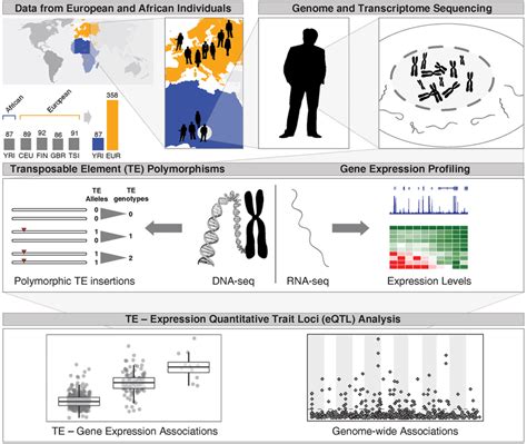 Scheme For The Polymorphic Transposable Element Polyte Expression Download Scientific Diagram
